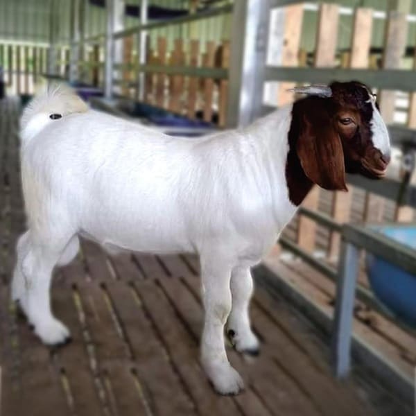 Perbandingan Harga Kambing Boer Full Blood dan F Series Terbaru - Biaya ...