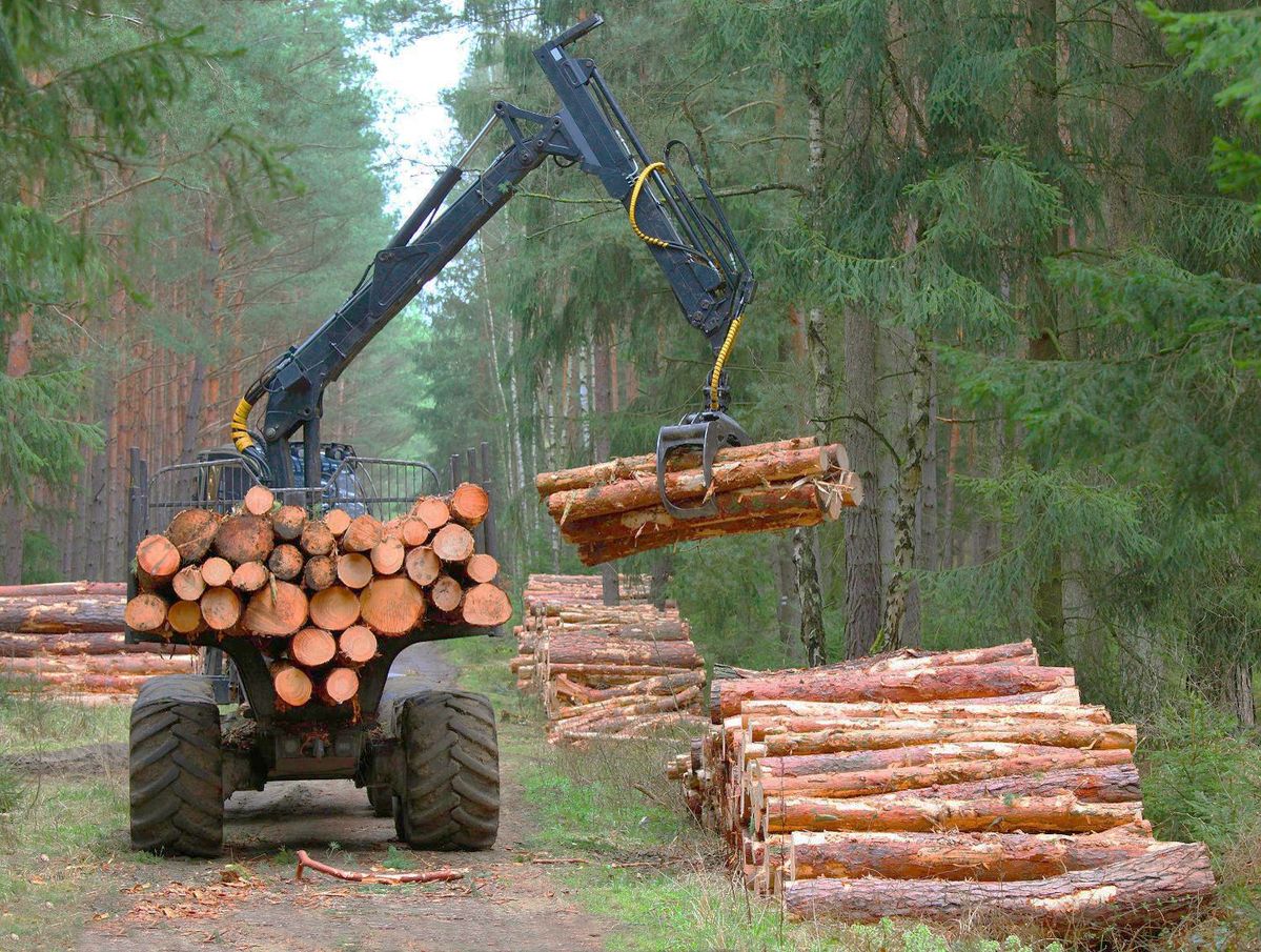 Harga Kayu Waru Terkini Terbaru - Biaya.Info